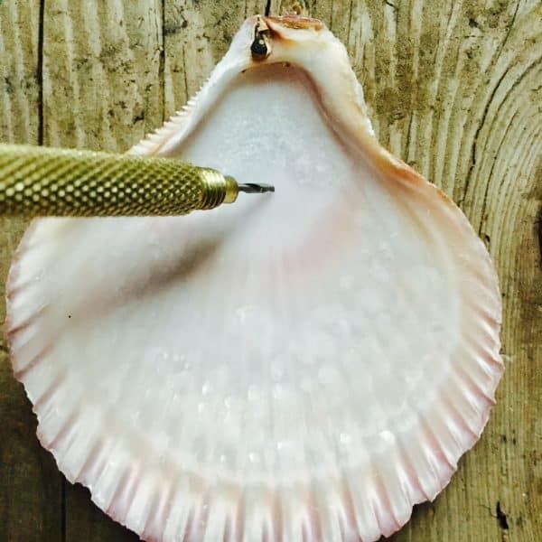 How to drill a hole in a seashell without breaking it.