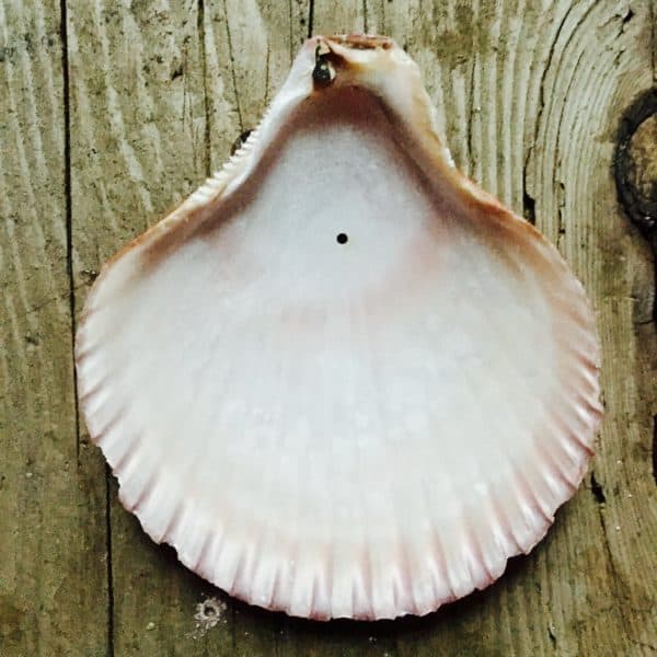 How to drill a hole in a seashell without breaking it.