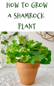 How to Grow a Shamrock - Crafty Little Gnome oxalis care St. Patrick's