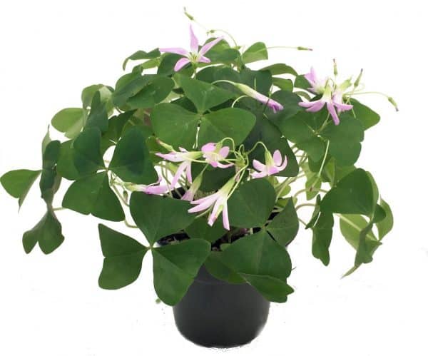 How to Grow a Shamrock - Crafty Little Gnome oxalis care St. Patrick's