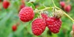 How to Grow an Everbearing Raspberry Bush for Raspberries all Summer ...