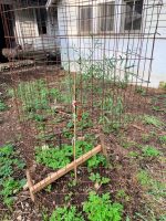 How to Grow an Everbearing Raspberry Bush for Raspberries all Summer ...