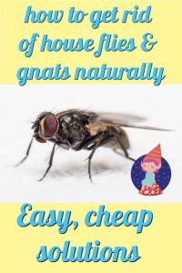 Why are there Flies in my House all of a Sudden? - Crafty Little Gnome