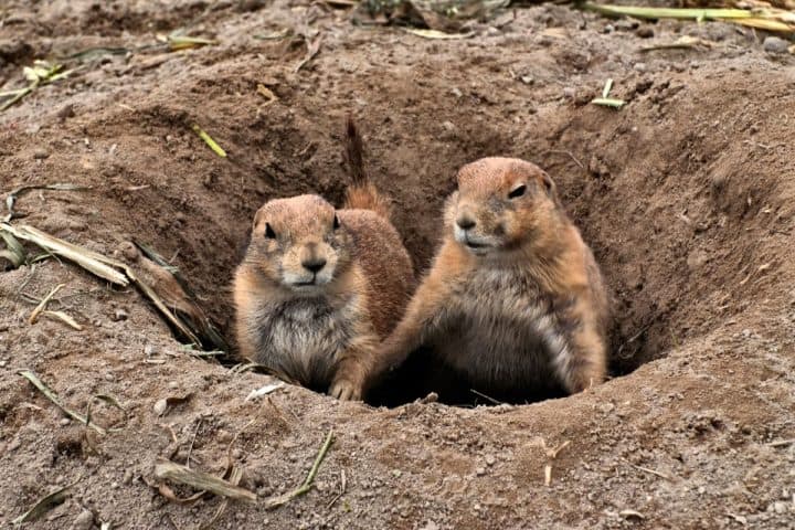 How To Get Rid Of Ground Squirrels - Crafty Little Gnome
