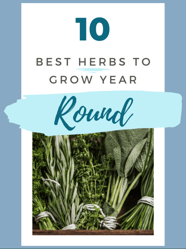 10 Best Herbs to Grow Year Round - Crafty Little Gnome