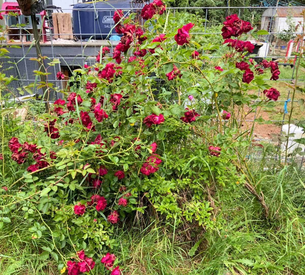 When to Transplant a Rose Bush: A Step by Step Guide - Crafty Little Gnome