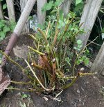 When to Transplant a Rose Bush: A Step by Step Guide - Crafty Little Gnome