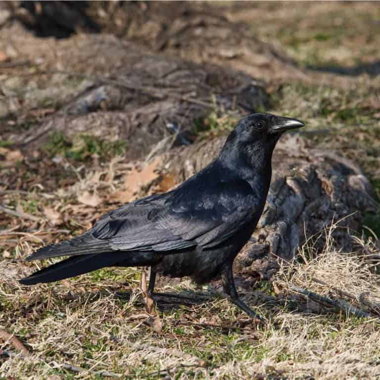 How to Attract Crows to Your Garden - Crafty Little Gnome