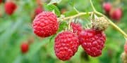 Everbearing Raspberry Bush Planting & Growing Instructions - Crafty ...