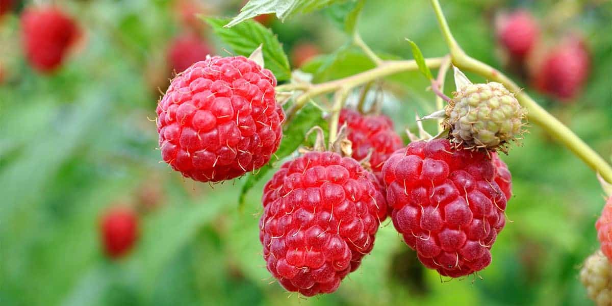 Everbearing Raspberry Bush Planting & Growing Instructions - Crafty ...